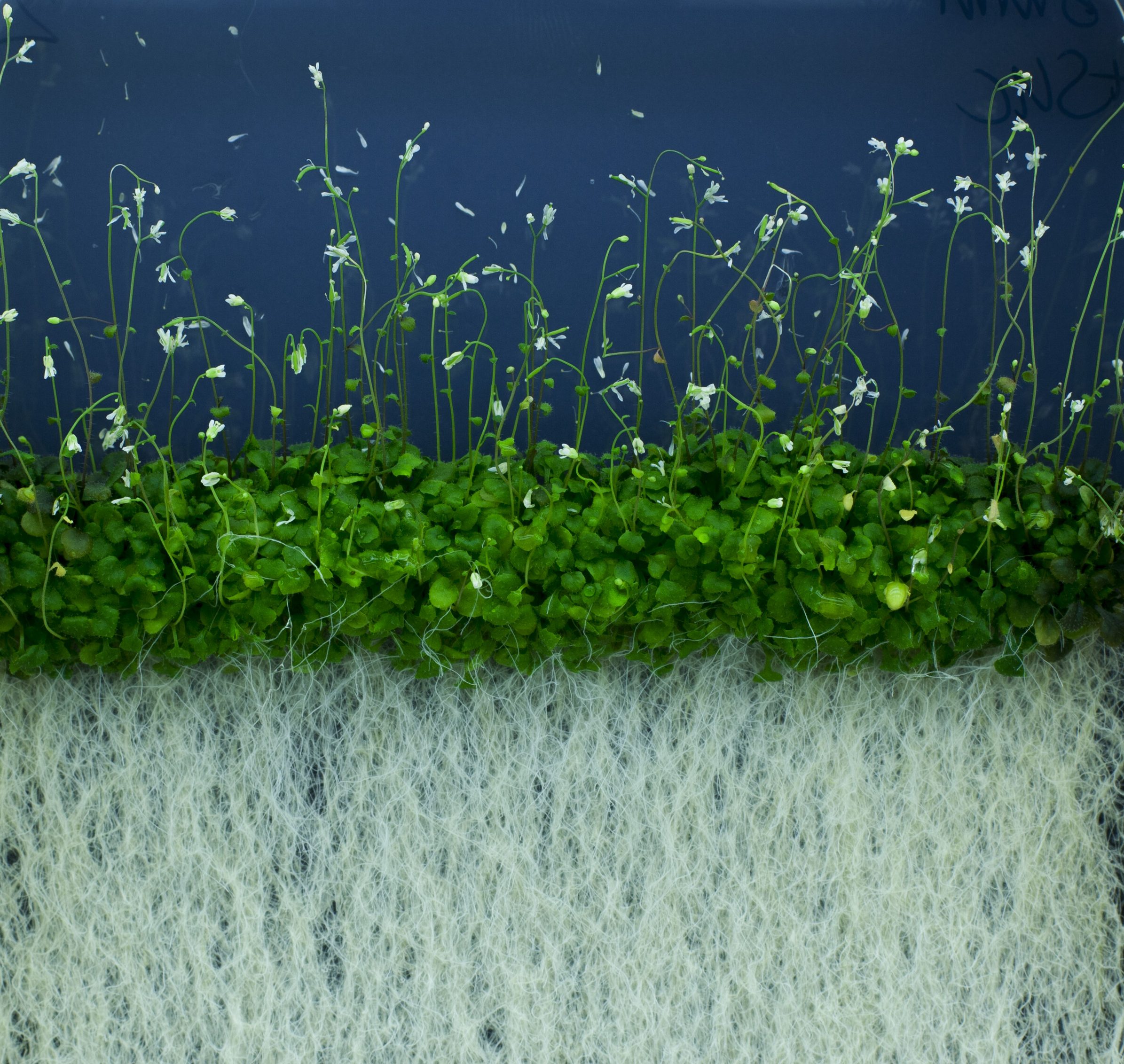 Roots in Salt – @WUR Plant Physiology