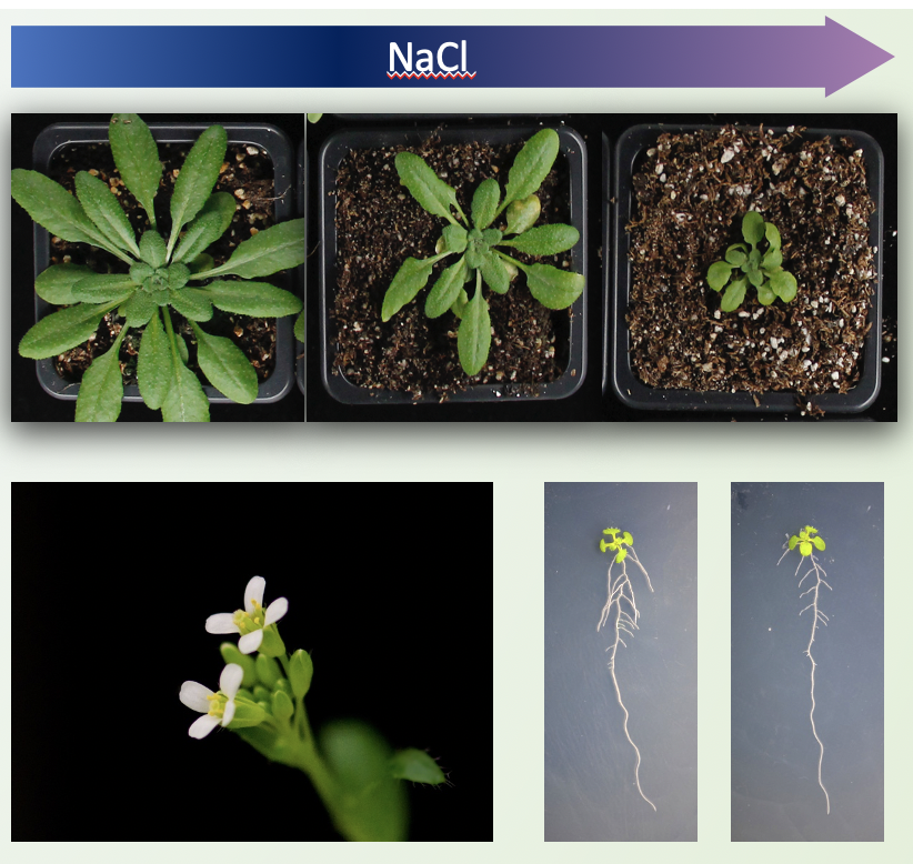 Plant Stress Resilience, think global, act local – Roots in Salt