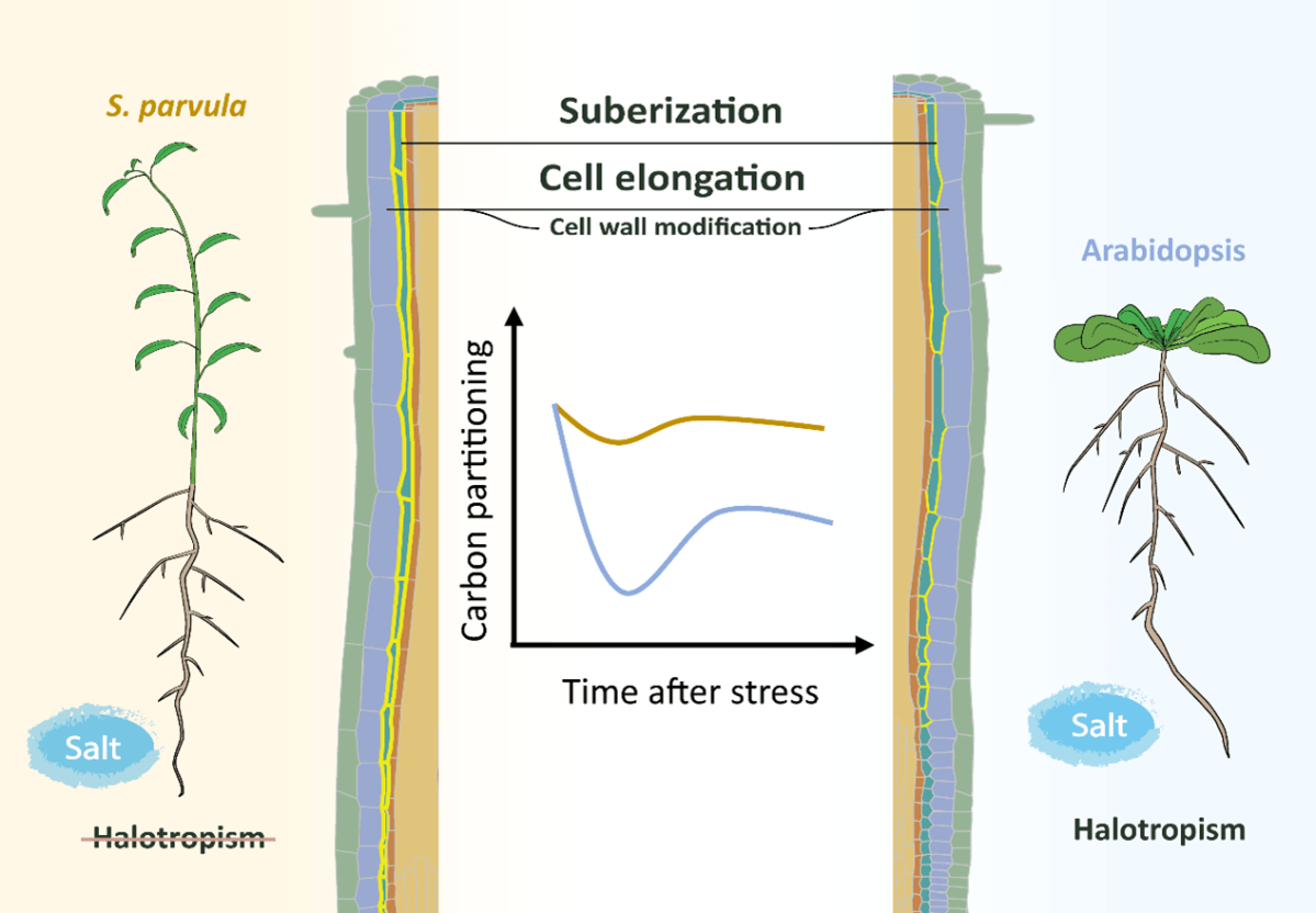 Salty Super Heroes – insights in salt tolerance – Roots in Salt