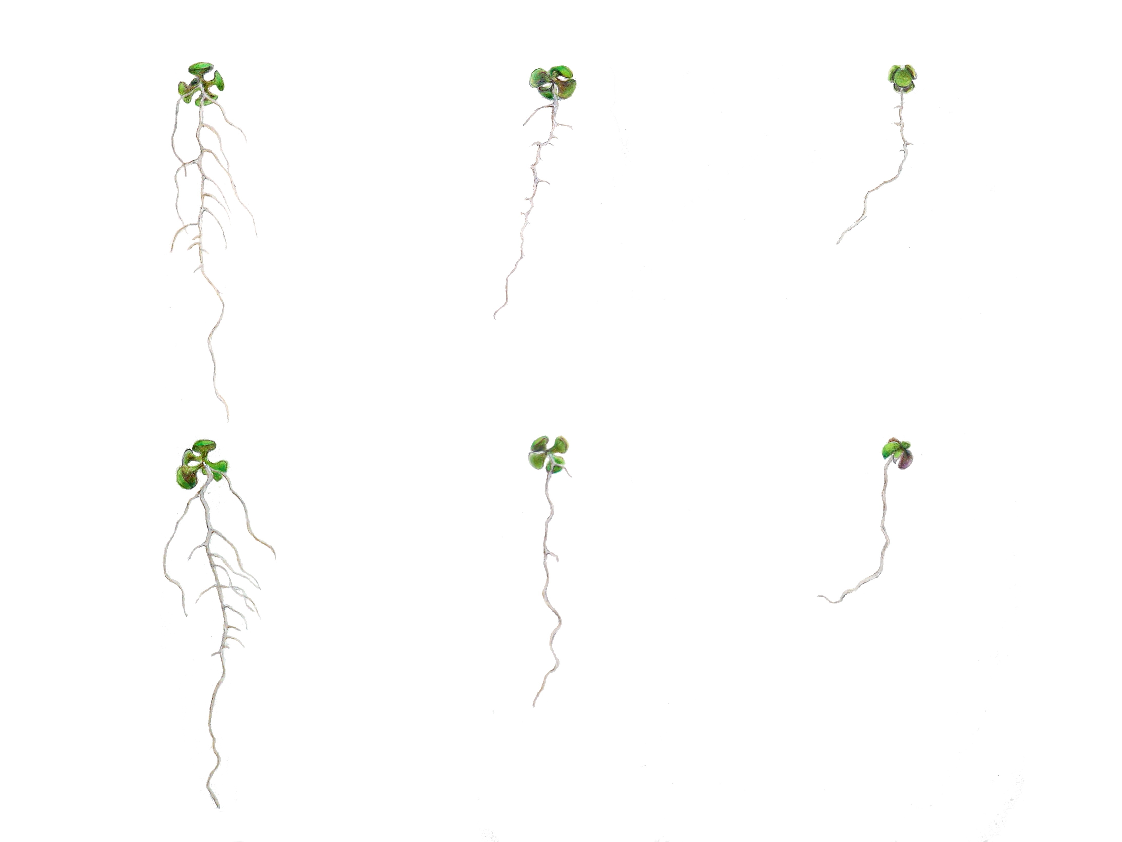 Roots in Salt – @WUR Plant Physiology