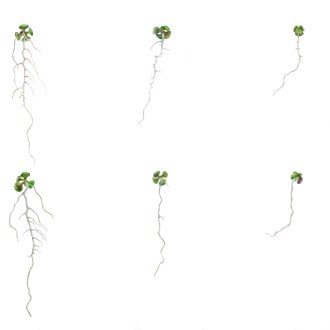 Roots in Salt – @WUR Plant Physiology